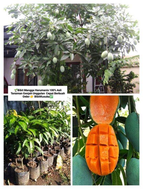 Bibit Super Mangga Harumanis Genjah Unggul Kualitas Terbaik Okulasi ...