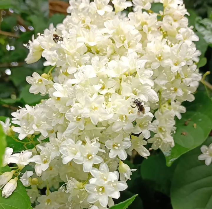 Porana volubilis BIG SIZE / snow vine FRAGRANCE | Lazada