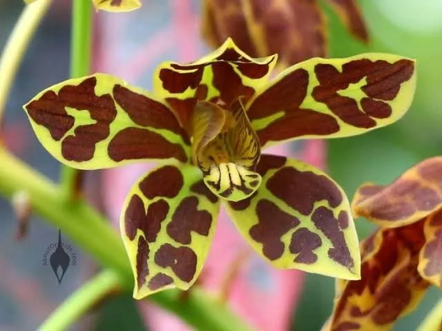 Grammatophyllum Scriptum - Rare Wild Orchid Type | Lazada PH