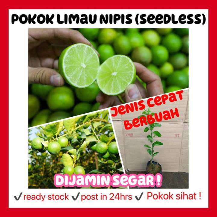 RINA • anak pokok limau nipis (seedless ) • tanpa biji key lime citrus pokok buah cepat berbuah ...