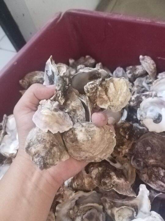 talaba shell 1kg per pack | Lazada PH