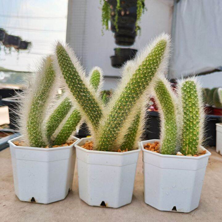 หางลิง แคคตัส กระถาง 3 นิ้ว มีรากทุกหน่อ กระถางล่ะ 3 หน่อ ความยาวสุด ...