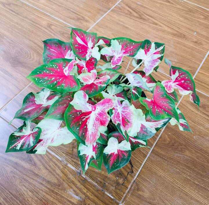 บอลสีพรหมพิมาน-บับเบิ้ล-หลวงราช-หนุมานอมพลับพลา-ทรงเป็นต้นกระถาง 4 นิ้ว ...