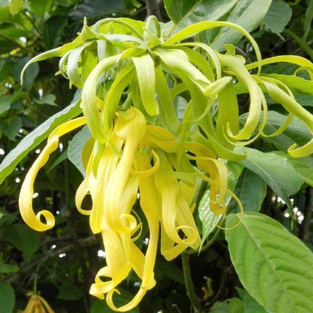 kembang kenanga/bunga kenanga ritual/herbal | Lazada Indonesia