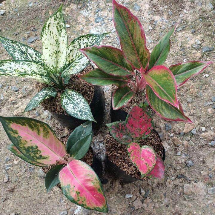 bunga aglonema paket 4 pohon | Lazada Indonesia bunga aglonema paket 4 pohon | Lazada Indonesia
