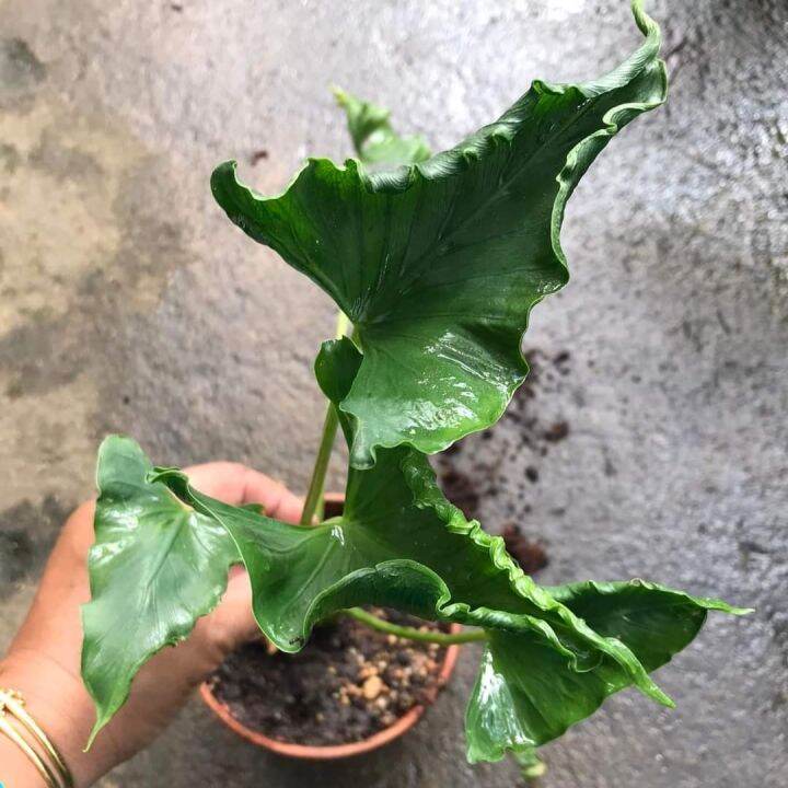 Pokok Alocasia Karipap Triangularis | Lazada