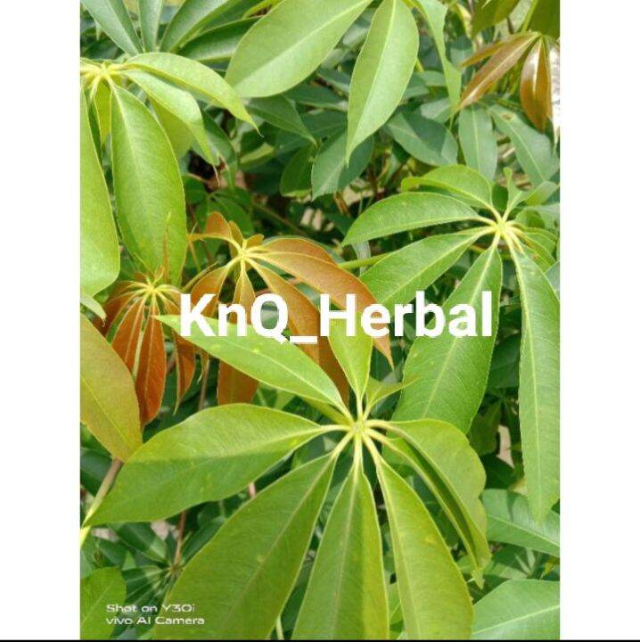 Daun Randu Daun Pohon Kapuk Asli Segar 1kg | Lazada Indonesia