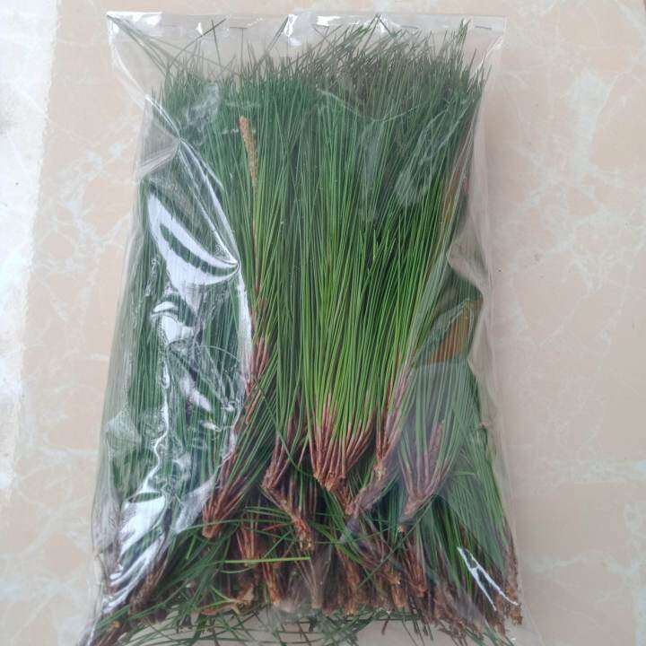 Daun Pinus Fres Segar 1 Kg Obat Herbal Stroke | Lazada Indonesia