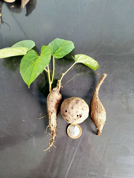 Caudex Bundle 4 ( Dioscorea Bulbifera, Phyllantus Mirabilis & Cissus ...