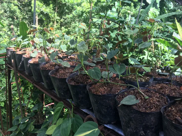 Philodendron lupinum , established, well rooted, full grown | Lazada PH