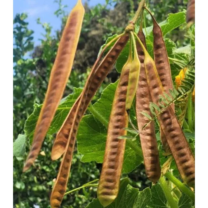 Ipil-ipil seeds for planting (70SEEDS) | Lazada PH