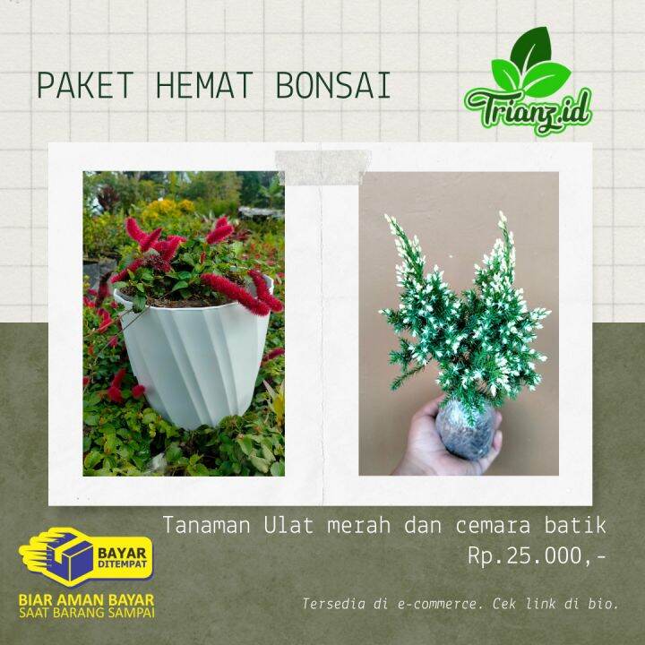 Tanaman Cemara batik dan ulat merah | Lazada Indonesia