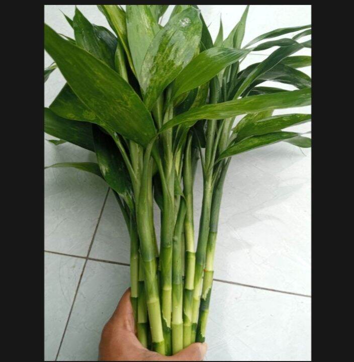 TANAMAN HIAS BAMBU HOKI(10 BATANG PUCUK)/SRI REJEKI/BAMBU CINA/KOLE ...