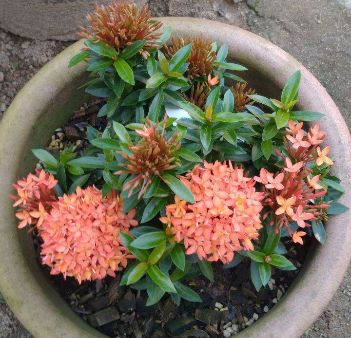 POKOK BUNGA IXORA SUNKIST ORANGE | Lazada