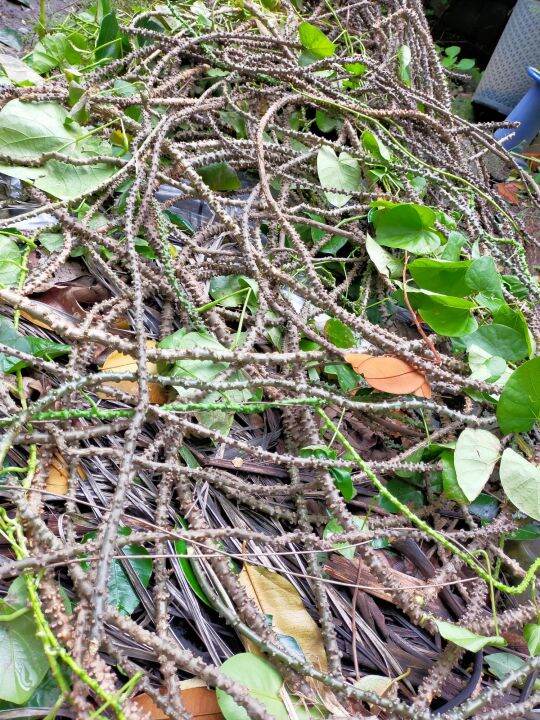 MAKABUHAY / PANYAWAN FRESH BARKS ( CUTTINGS/GRAMS) | Lazada PH