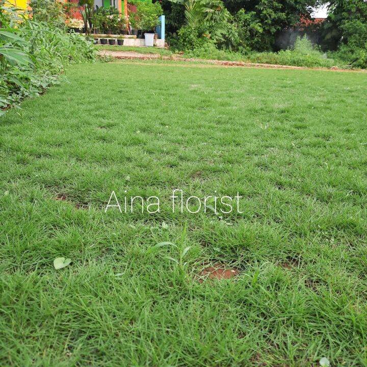 Rumput hidup Rumput Swiss halus 1 x 1 meter persegi | Lazada Indonesia