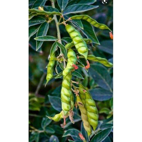Fresh kadyos/kardis /pigeon pea 10pcs Seed per pack | Lazada PH