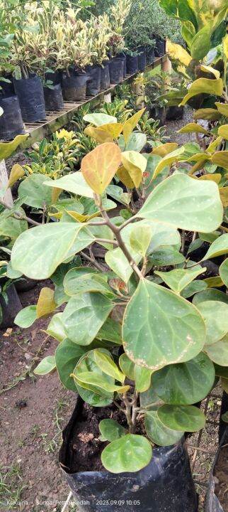 pokok mas cotek betina/ telinga beruk /sarapat angin /ficus deltoidea ...