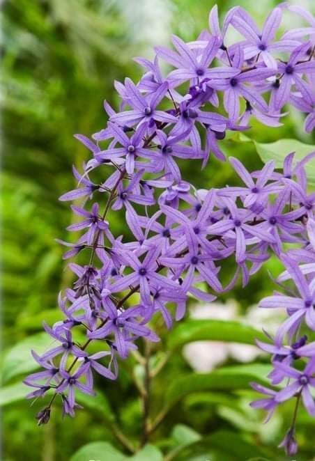 Sand Paper Vine, Fully Grown | Lazada PH