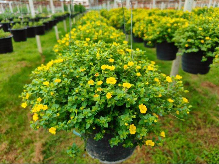 แมคคาโดเนีย (Mecardonia) กระถาง 8 นิ้ว | Lazada.co.th