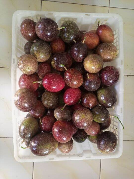 buah markisa ungu 500gr | Lazada Indonesia