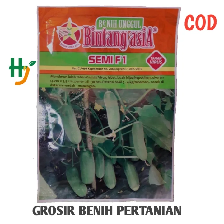 Benih Timun SEMI F1 20 gram ketimun hibrida mini cocok lalapan produksi ...