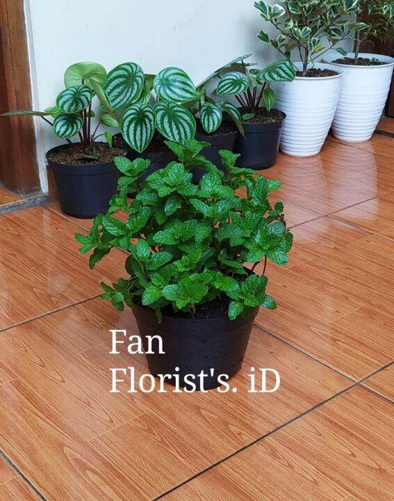 Tanaman herbal daun min | Lazada Indonesia