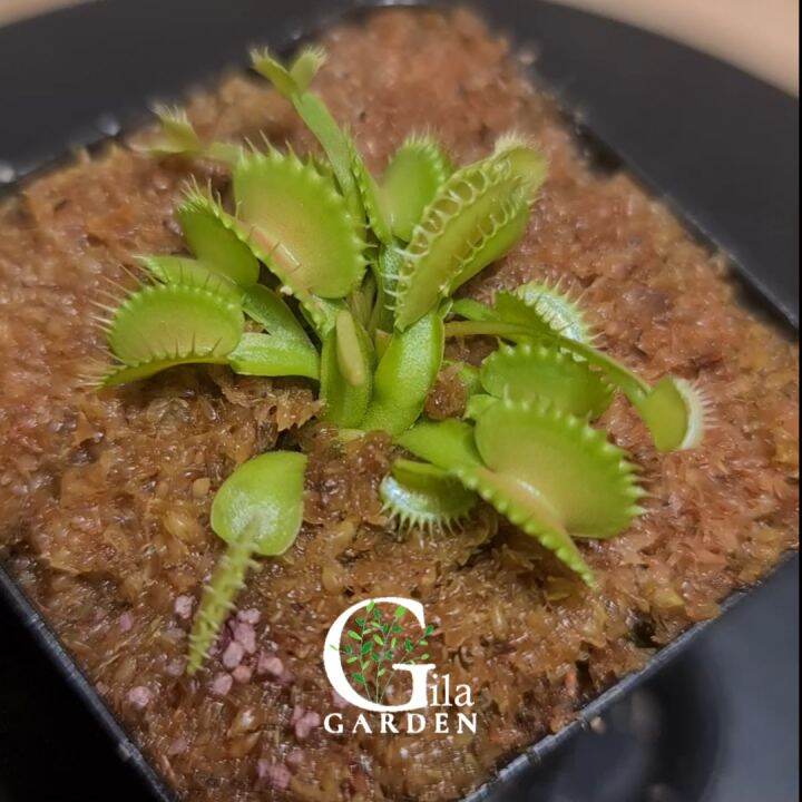 Venus Flytrap Werewolf [Dionaea Muscipula, Venus Flytrap][Carnivorous ...