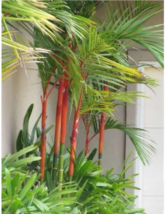 anak pokok pinang merah. pinang raja cyrtostchys renda lpstik plam | Lazada