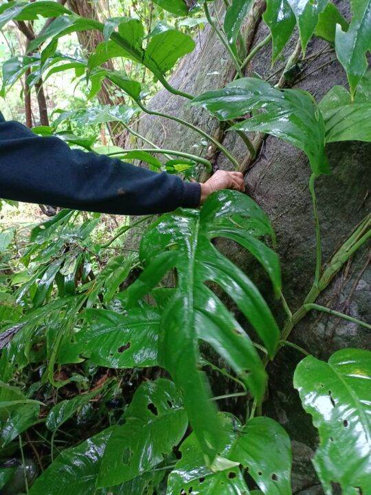 Daun ekor naga segar asli hutan per 1 kg | Lazada Indonesia