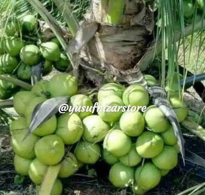 Buah Kelapa Gading Hijau Muda 1 Pcs | Lazada Indonesia