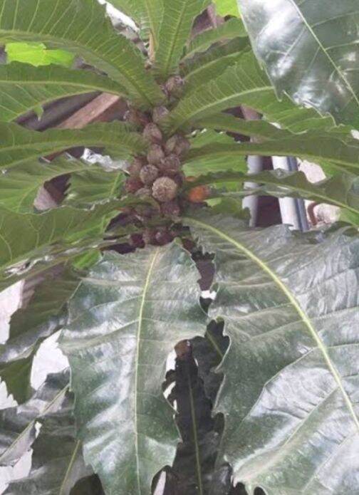 Niyog niyogan / lubi lubiseeds ( 20 seeds) | Lazada PH