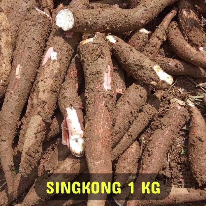 SINGKONG MENTAH SEGAR 1 KG SINGKONG PULEN KETELA | Lazada Indonesia