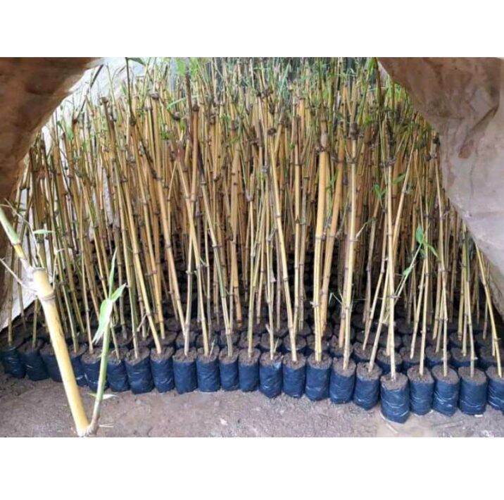Bibit Stek Pohon Bambu Kuning Asli Siap Tanam | Lazada Indonesia