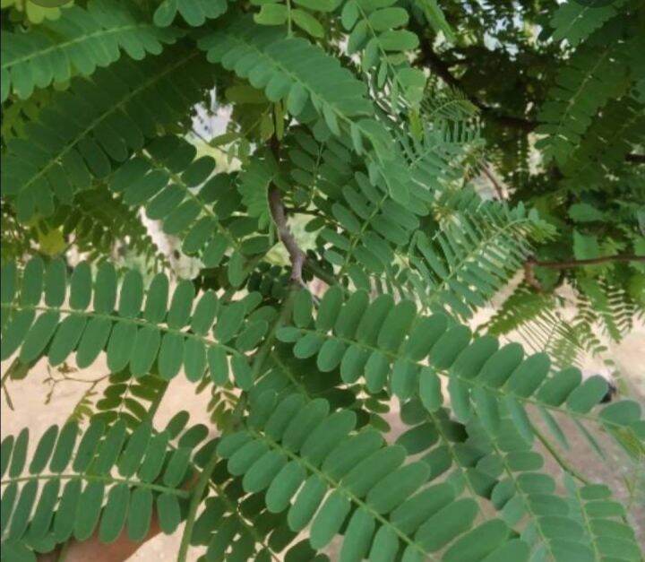 Daun Asam Jawa Seger daun asam jawa Per 250 gram | Lazada Indonesia