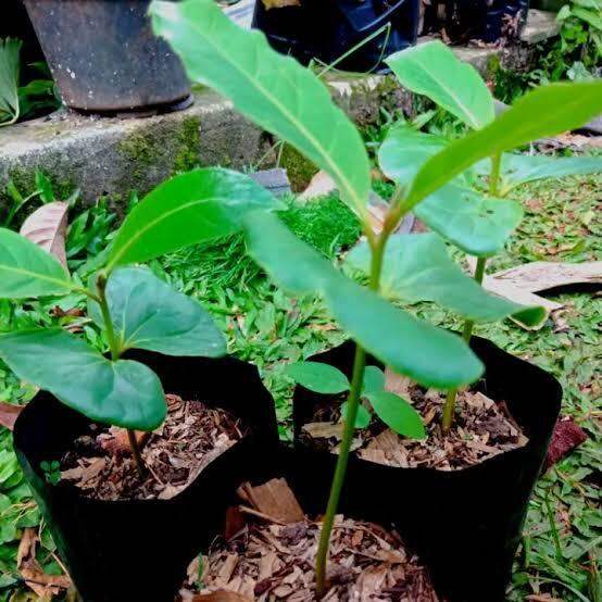 Bibit pohon ketapang tanaman peneduh rimbun halaman rumah toko | Lazada ...