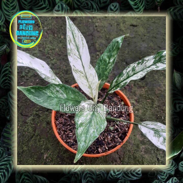 Tanaman hias peace lily spatifilum variegata- tanaman indoor/teduh ...