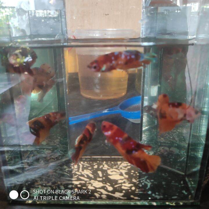 Lives Fish/Ikan Laga Candy Galaxy Nemo 4 bulan(Male) | Lazada