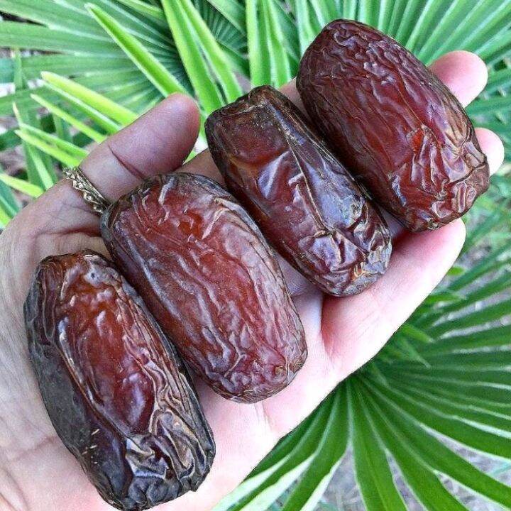 kurma medjool 1kg kemasan mika / kurma medjol 1 kg / kurma menjol ...