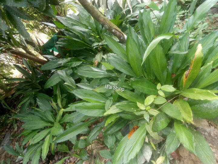 Pokok pijat /kesing /cemomok (pokok matang) | Lazada