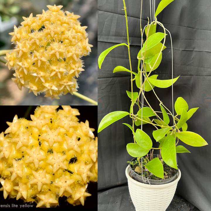 Hoa Cẩm cù hoya Mindorensis yellow thân leo nhiều kích thước, hoa đẹp và ra hoa quanh năm ...