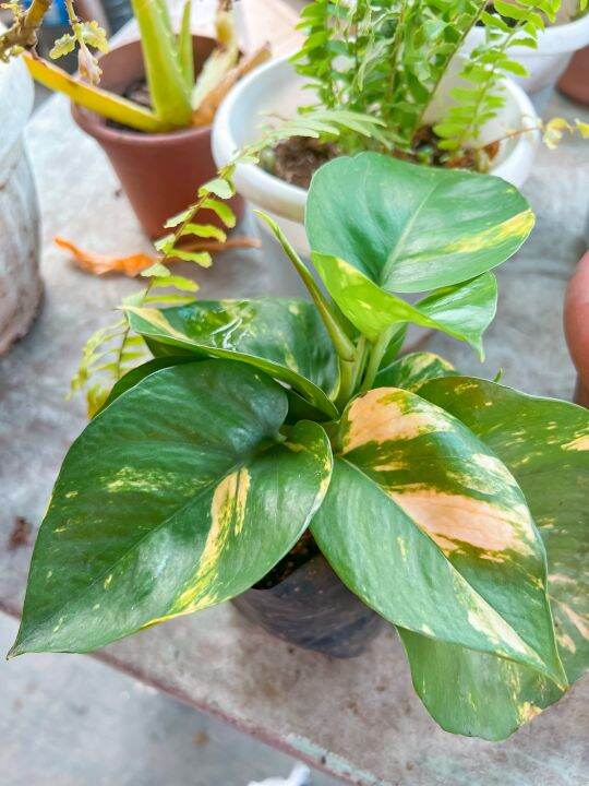 PHOTOS LIVE PLANT - GOLDEN PHOTOS (May Ugat) POTTED | Lazada PH