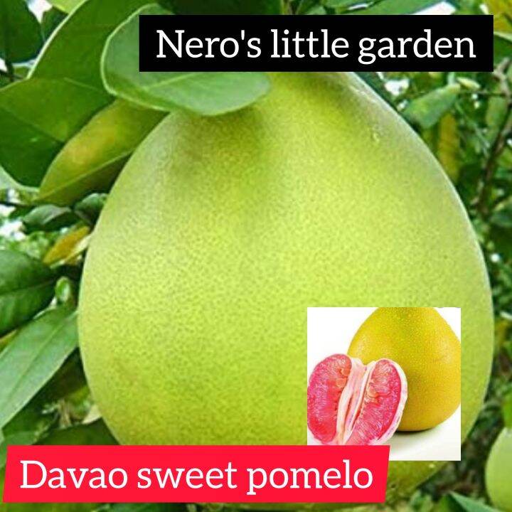 Nero's NLG0000021 davao pomelo | Lazada PH