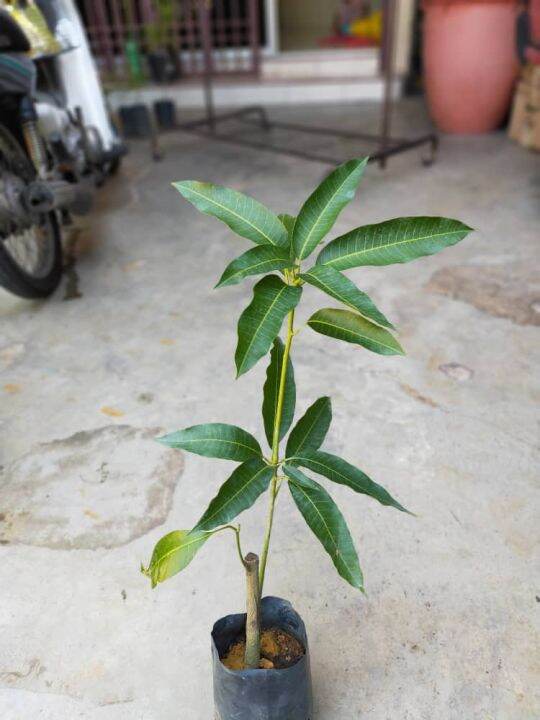 Mango Harum Manis Sapling / Mango Tree Sapling (Harum Manis) / Anak ...