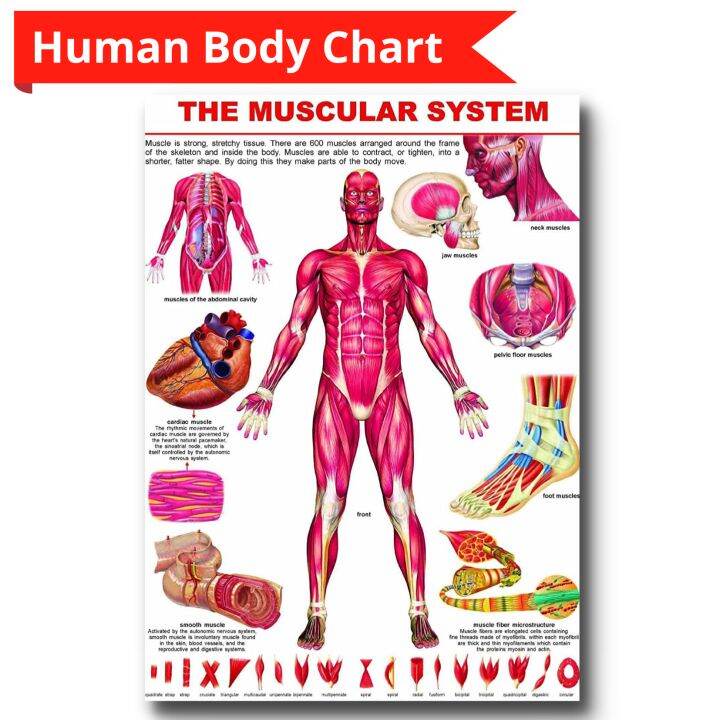 The Muscular System Science Educational Laminated Wall Chart for your ...