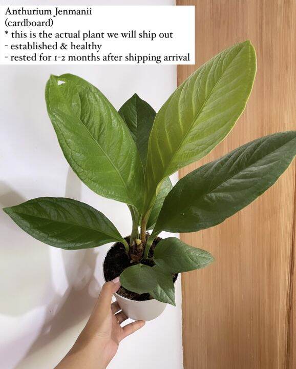 Cardboard Anthurium Jenmanii (LUZON ORDERS ONLY PLS) | Lazada PH