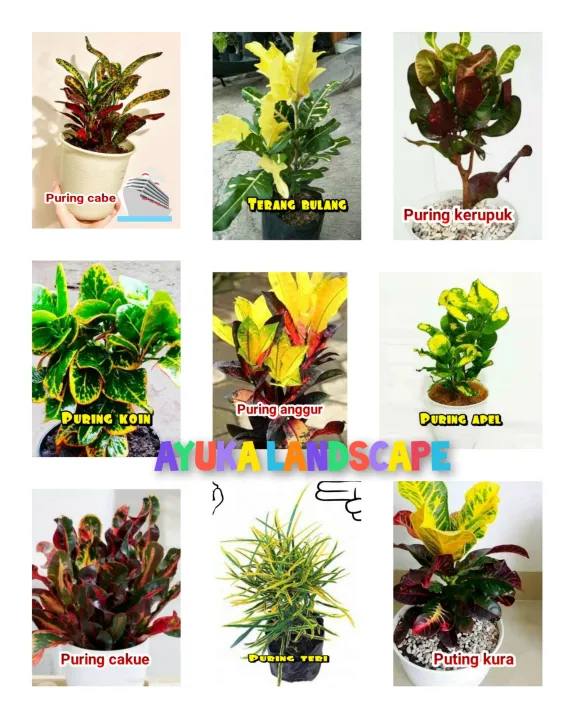 paket 10 tanaman hias hidup bermacam-macam jenis tanaman hias puring ...
