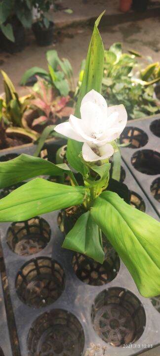 Anak Pokok Bunga Tulip Siam Putih | Lazada