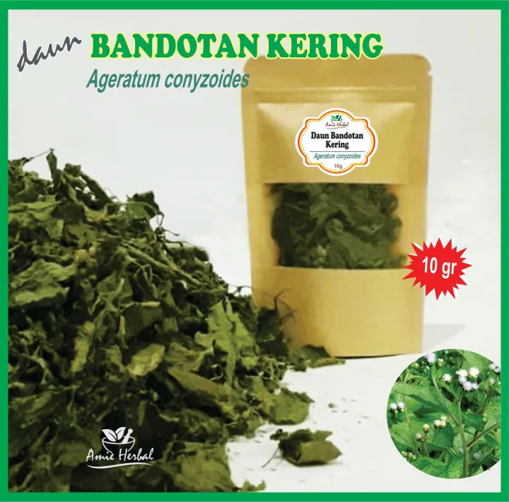 Daun Bandotan/Daun Bandotan Obat Herbal/Daun Bandotan Kering. 10 gram ...