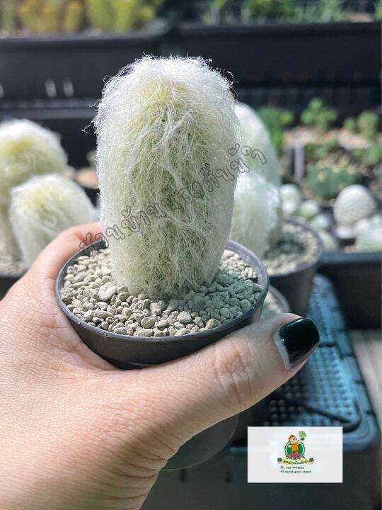 Espostoa เอสโพรทัว แมมพ่อเฒ่า แคคตัส | Lazada.co.th